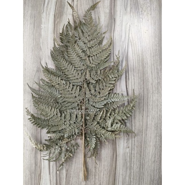 Jual PAKIS KERING "NATURAL" | ISI 5 TANGKAI | BUNGA PAKU KERING | DRIED ...