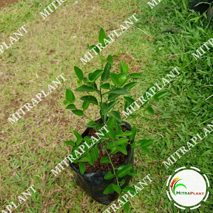 Jual Bibit Pohon Jeruk Limo - Tanaman Buah Jeruk limau - Pohon Jeruk ...