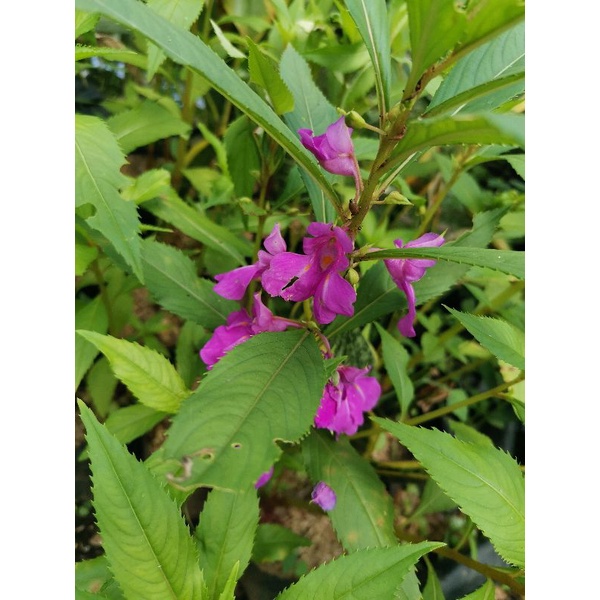 Jual pacar air bunga ungu / kembang kuburan ungu / Impatiens balsamina ...