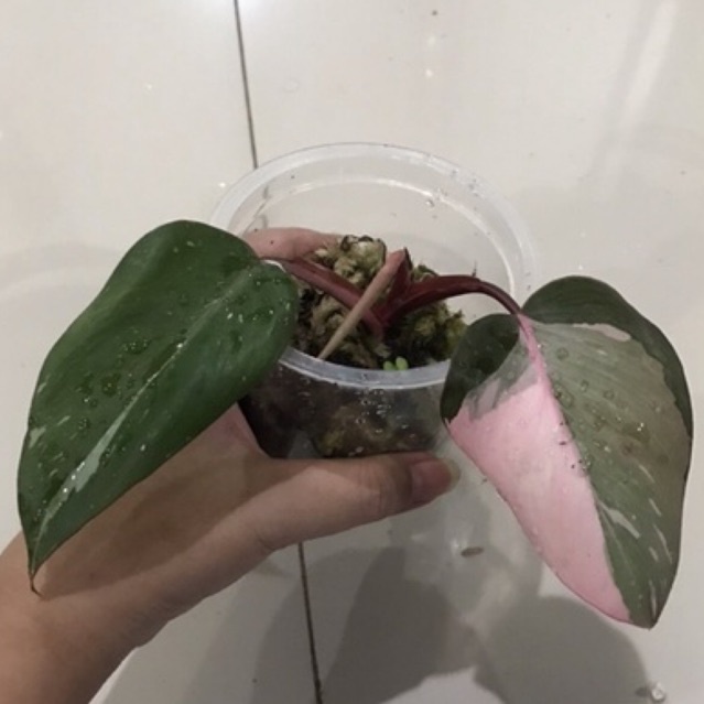 Jual ekonomis philo pink princess/ philo ppp blackcherry motif bagus ...