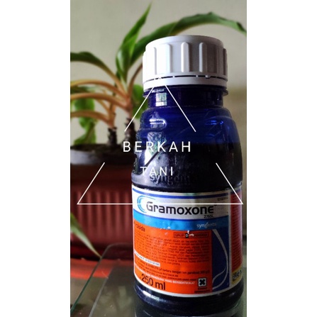 Jual Gramoxone Herbisida Obat Sawah Obat Pertanian Obat Rumput 250ml ...