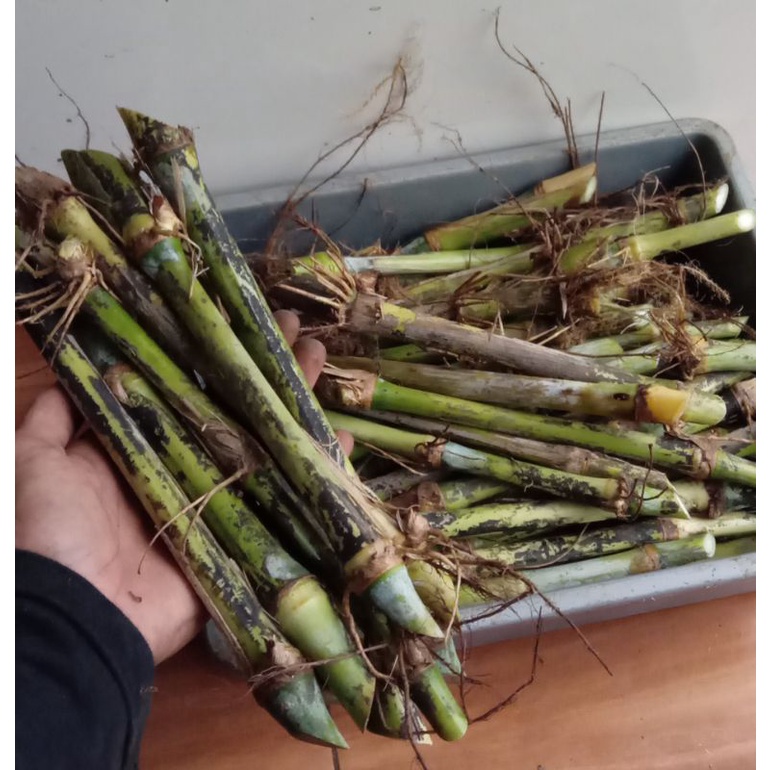 Jual BIBIT RUMPUT PAKCHONG BIBIT PAKCONG KUWALITAS SUPER HARGA ...