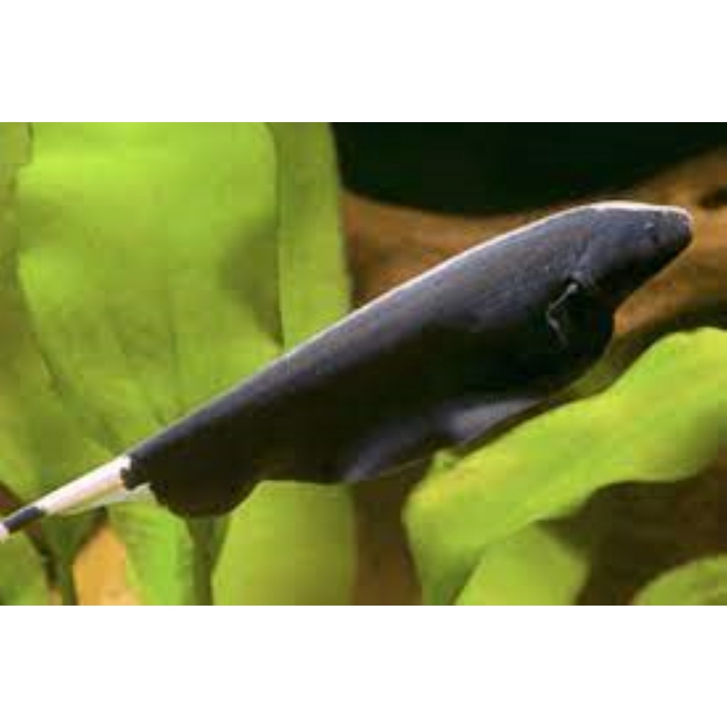 Jual ikan hias black ghost ikan setan hitam besar ikan aquascape 8 - 12 ...