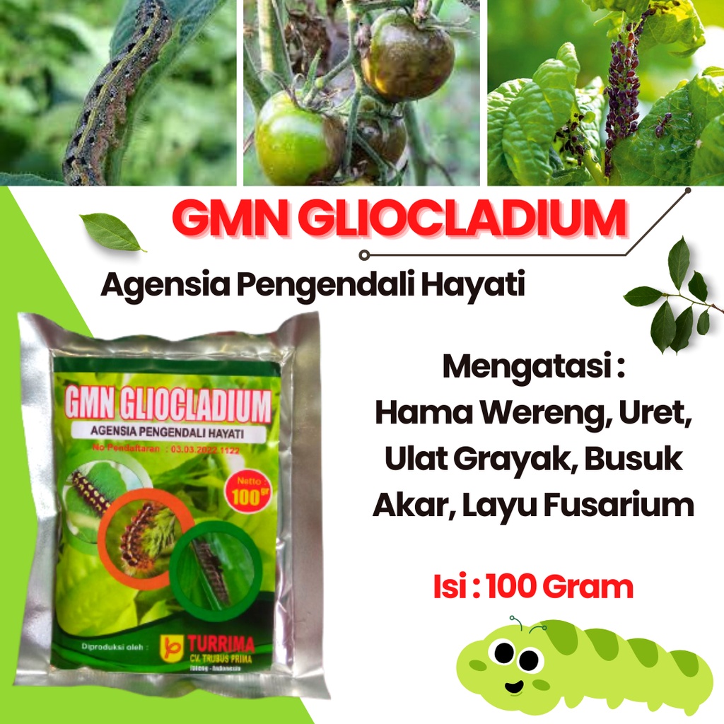 Jual Agensia Pengandali Hayati Gliocladium, Obat Penyakit Layu Fusarium ...