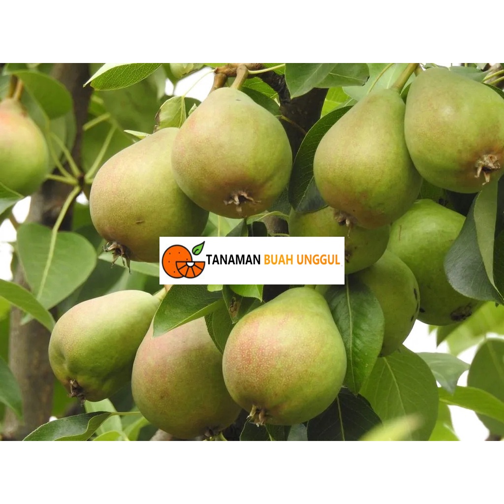 Jual bibit buah pir tanaman buah pear super cangkok | Shopee Indonesia
