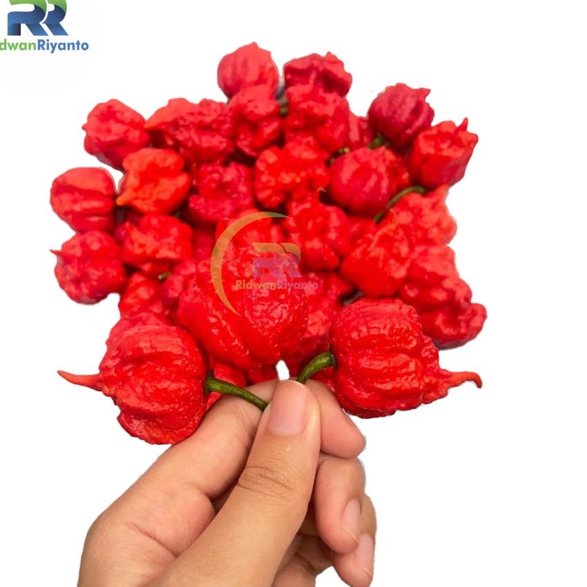 Jual ォ BUAH Cabai CAROLINA REAPER RED Cabe Terpedas Nomor 1 di Dunia ...