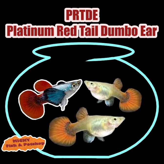 Jual TRIO Guppy PRTDE Platinum Red Tail Dumbo Ear 1 Jantan 2 Betina Pair | Shopee Indonesia