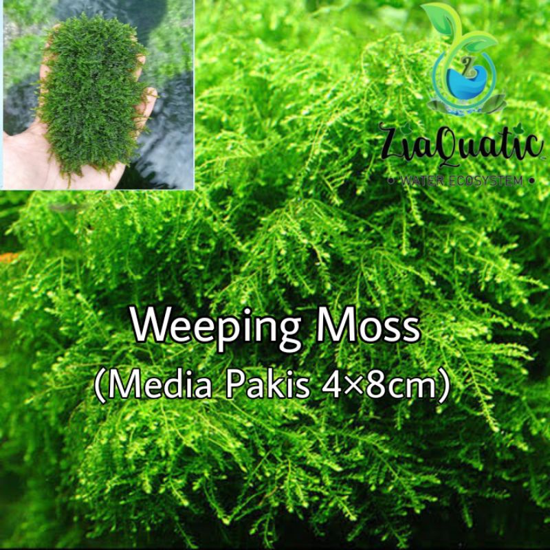 Jual Tanaman Aquascape Moss Weeping media pakis 4x8cm | Shopee Indonesia