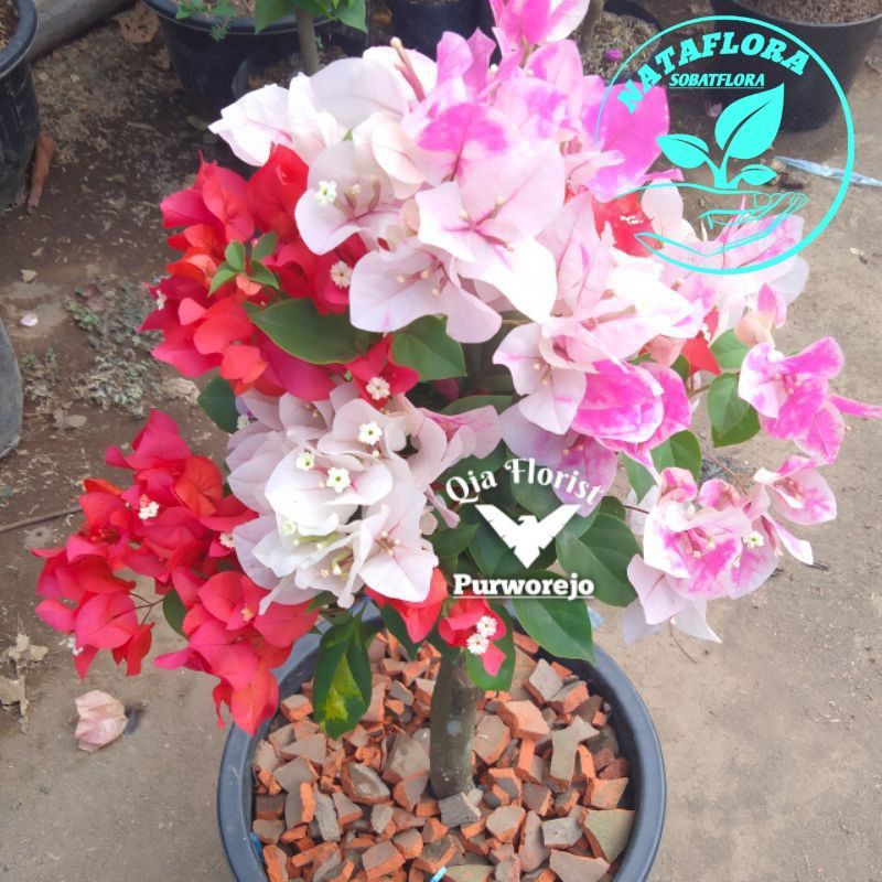 Jual Bugenvil kertas - Tanaman Hias Bugenvil 3 Warna ICE // Bunga hidup ...