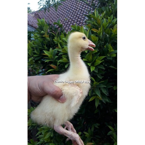 Jual anakan soang atau angsa benggala dan putih | Shopee Indonesia