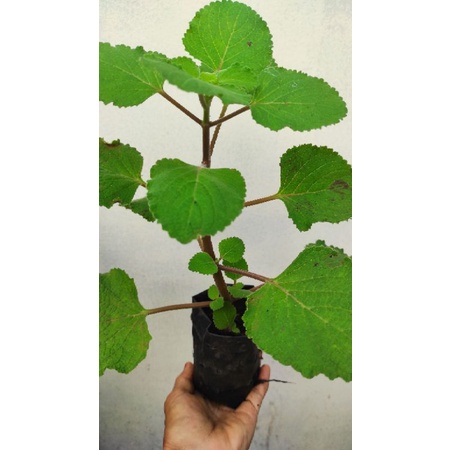 Jual bibit herbal daun torbangun/bangun bangun/herbal pelancar asi ...