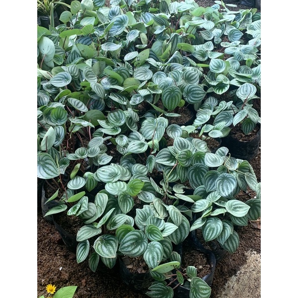 Jual Pohon water melon daun rimbun ( watter melon tanaman gantung ...