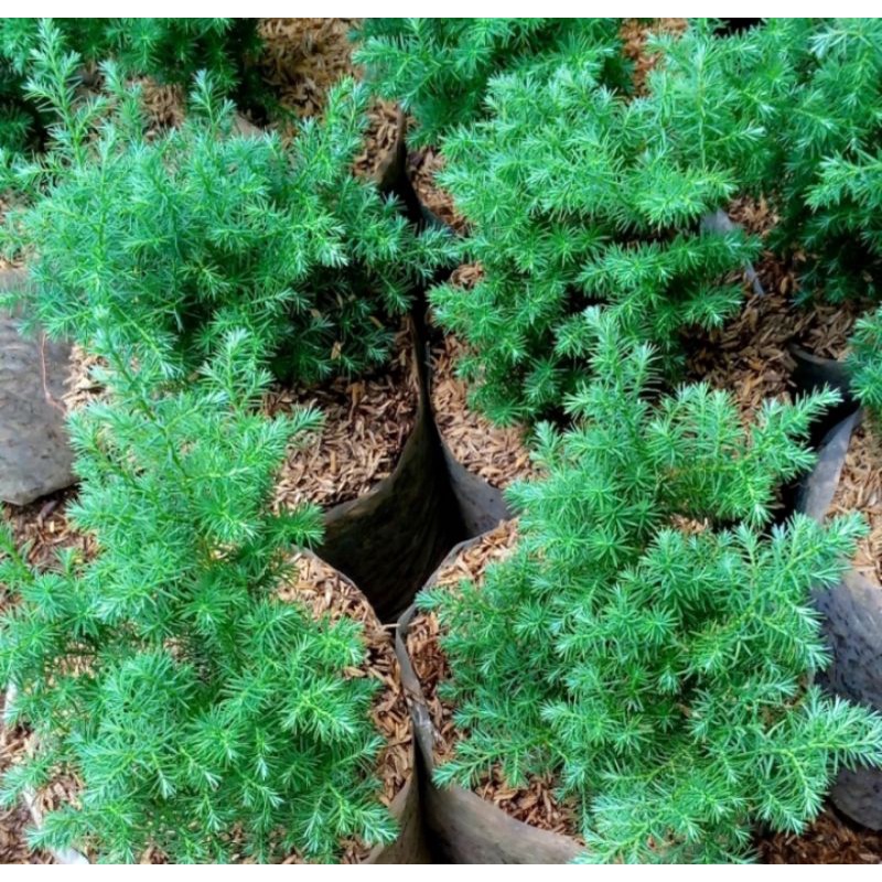 Jual pohon Cemara Embun tanaman hias cemara | Shopee Indonesia