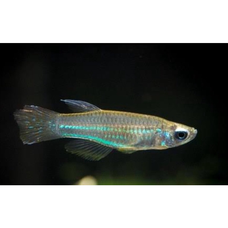 Jual Blue Eye Tetra / Tetra Blue Eyes / Mata Biru Tetra | Shopee Indonesia