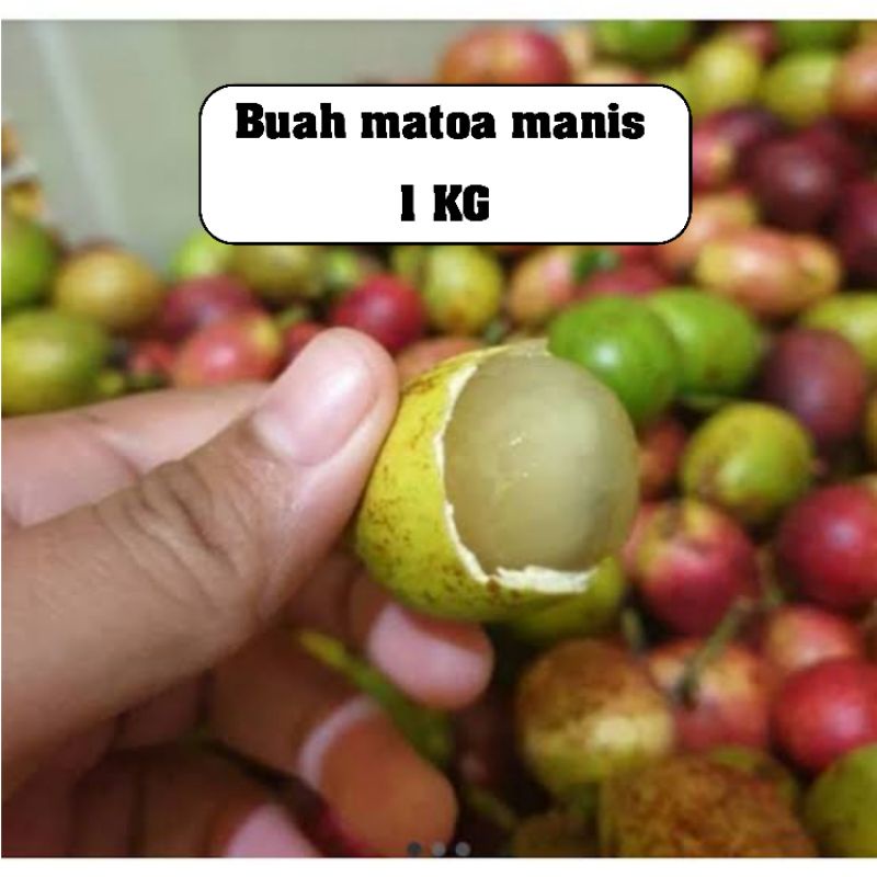 Jual BUAH MATOA 1 KG MANIS BANGETTT!! | Shopee Indonesia