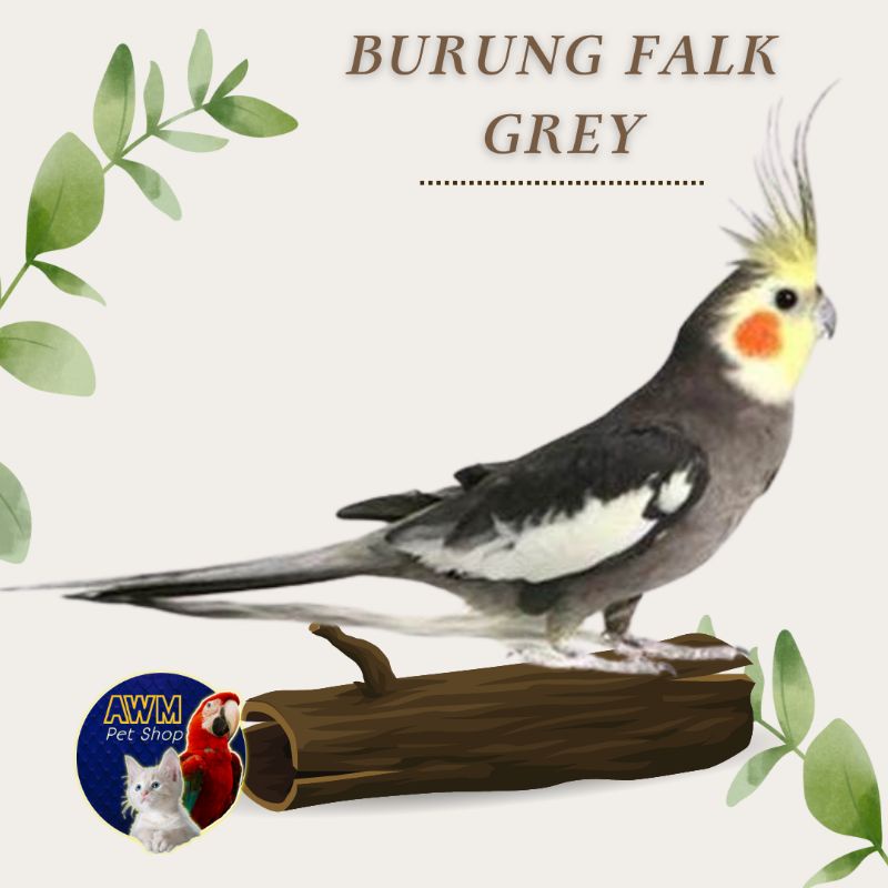 Jual BURUNG FALK GREY / BURUNG PARKIT AUSTRALIA | Shopee Indonesia