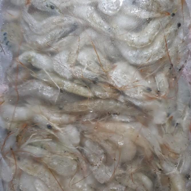 Jual Pakan Ikan Udang Tambak Beku 500Gr - Makanan Ikan Predator Udang ...