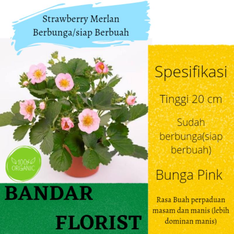 Jual Tanaman Strawberry Merlan (Bunga pink) Berbunga/SiapBerbuah ...