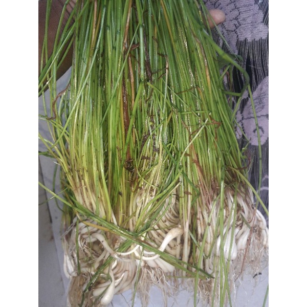 Jual bawang batak /kuncai perikat 100 gram | Shopee Indonesia