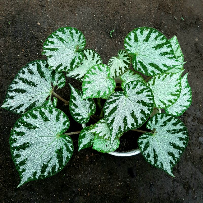 Jual Begonia moss carpet / imperialis (real pict) | Shopee Indonesia