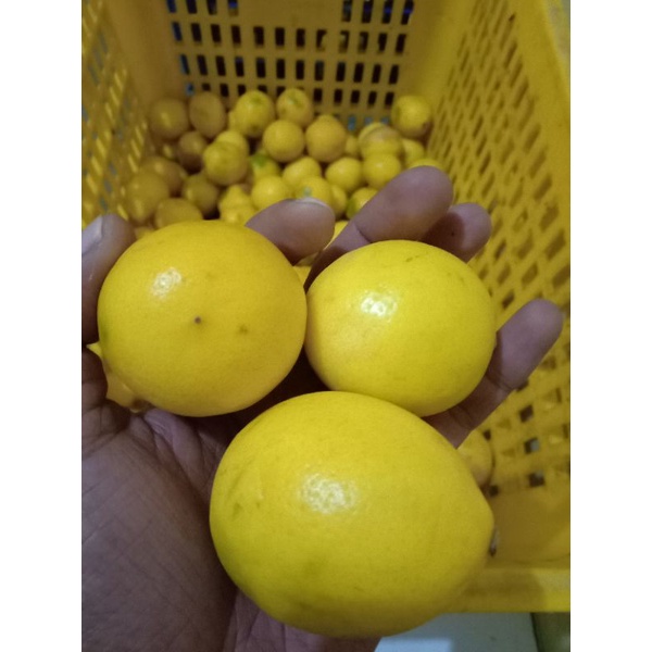 Jual jeruk lemon baby california grade A 1 kg | Shopee Indonesia