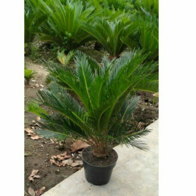 Jual palem sikas mawar jambe jumbo 3-8 daun 30-35cm panjang daun promo ...