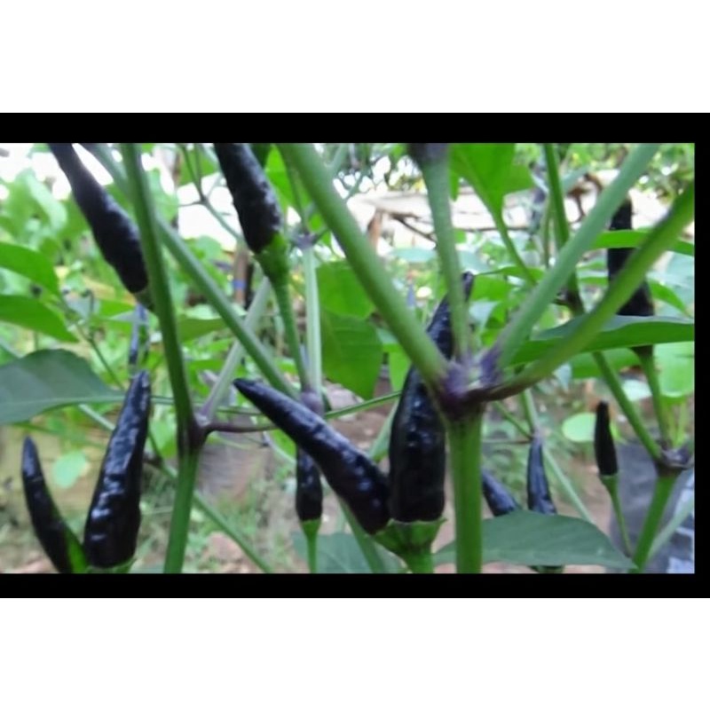 Jual Benih CABE HITAM IMPOR Black chilli papper isi 5 biji | Shopee ...