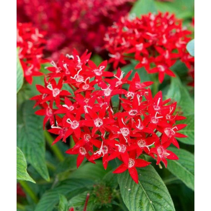 Jual Bibit Bunga Pentas Berbunga Egyptian Star Cluster Merah dan Pink ...