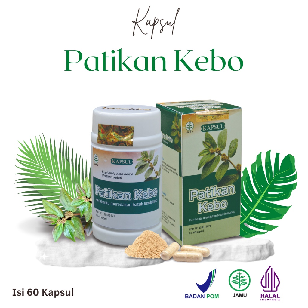 Jual Obat Herbal Patikan Kebo Obat Batuk Berdahak Dewasa Bronkitis ...