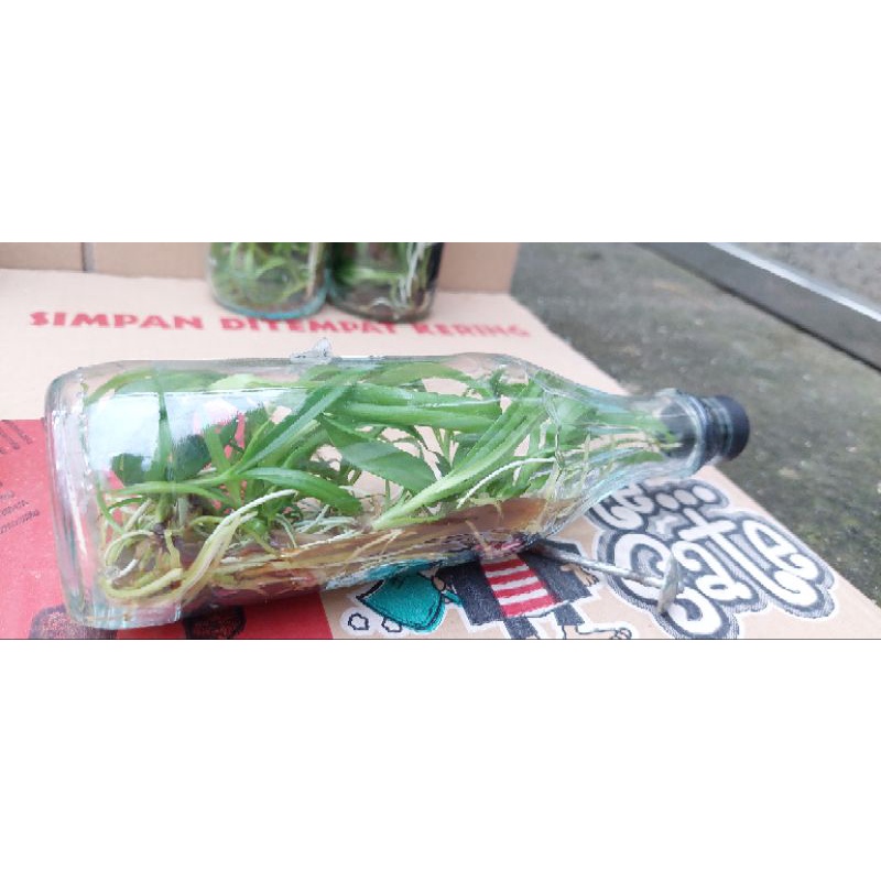 Jual bibit anggrek botol dendrobium hibrid ( murah) | Shopee Indonesia