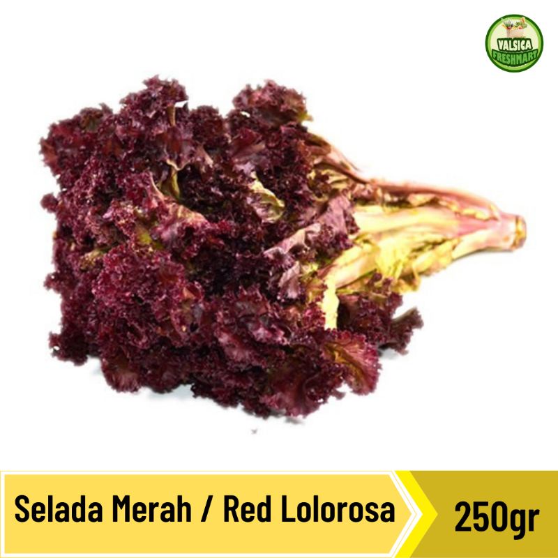 Jual Selada Merah / Red Lolorosa Organik - 250gr | Shopee Indonesia
