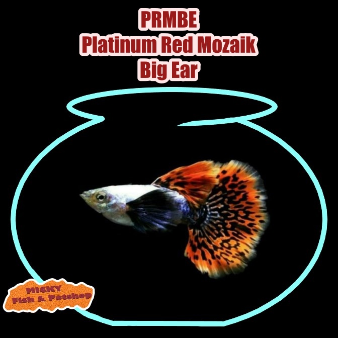 Jual Guppy PRMBE Platinum Red Mozaik Big Ear Jantan Grade | Shopee Indonesia
