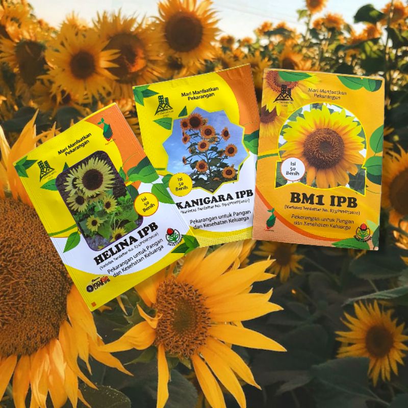 Jual Benih Bunga Matahari IPB Kanigara BM1 Helina untuk Pakan lebah klanceng dan Hiasan Taman ...