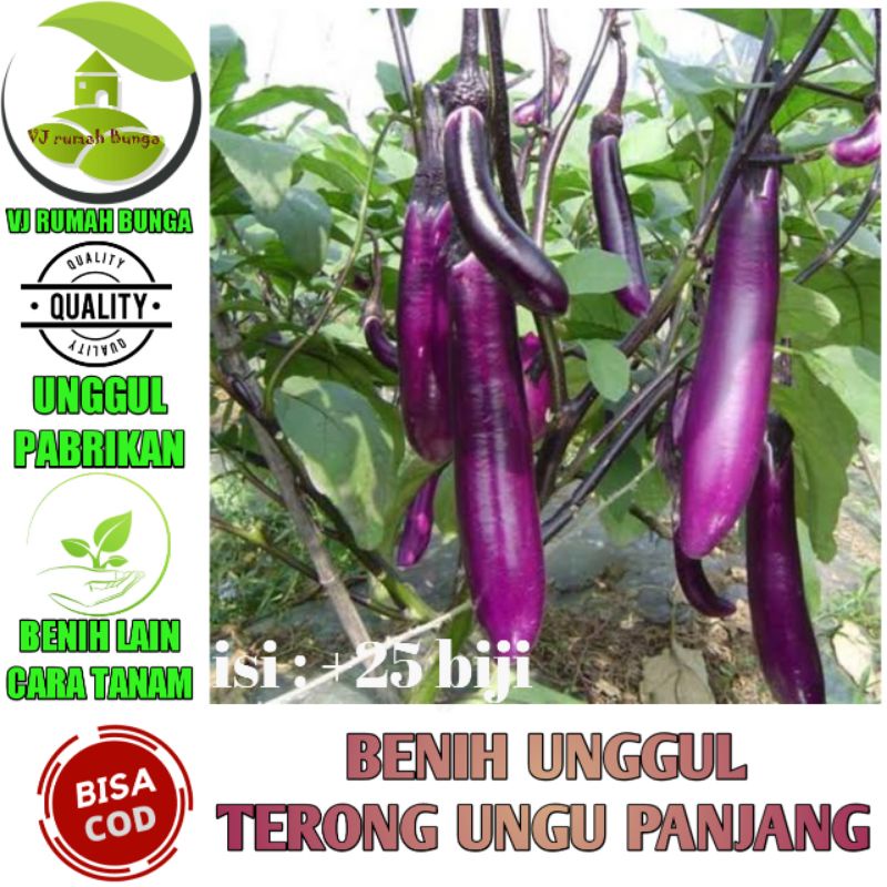 Jual Benih Sayuran Terong Ungu Unggul Terong Ungu Panjang Terung Ungu ...