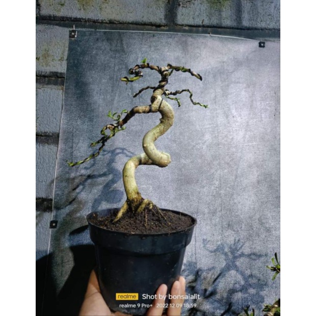 Jual bonsai sancang meliuk | Shopee Indonesia Jual bonsai sancang meliuk | Shopee Indonesia
