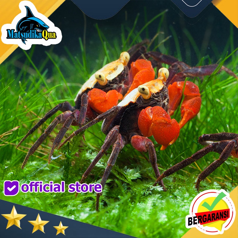 Jual Kepiting Hias Vampire Golden Roxy Aquarium Paludaraium | Shopee ...