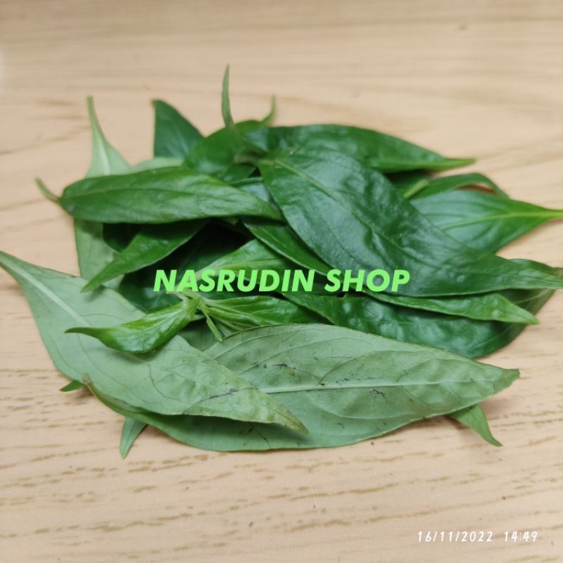 Jual DAUN SAMBILOTO SEGAR 300 LEMBAR LANGSUNG PETIK | Shopee Indonesia