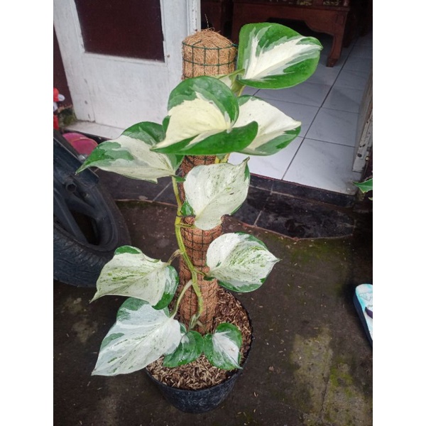 Jual tanaman hias monstera manjula - real pict plus turus | Shopee ...