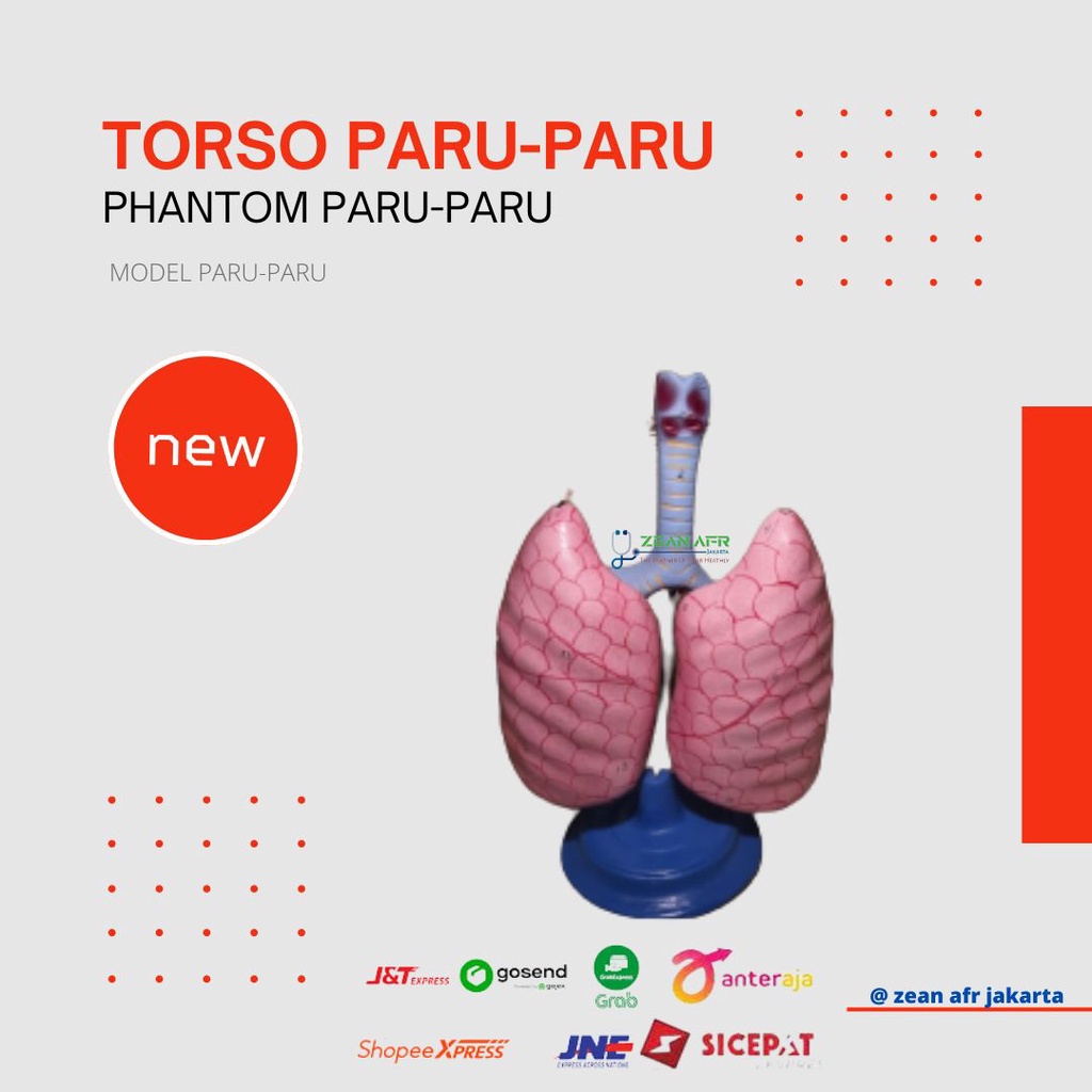 Jual Torso Paru Paru / Phantom Paru Paru / Model Paru Paru | Shopee ...