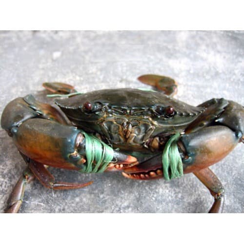 Jual Kepiting Segar - 1 Kilogram JABODETABEK | Shopee Indonesia