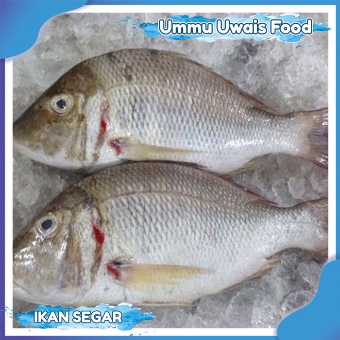 Jual Ikan Kakap Ketambak Jangki Segar - 1 Kilogram | Shopee Indonesia