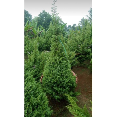 Jual Pohon Cemara Pua Pua Asli Pohon Cemara Pua Pua Natal Asli Pohon ...