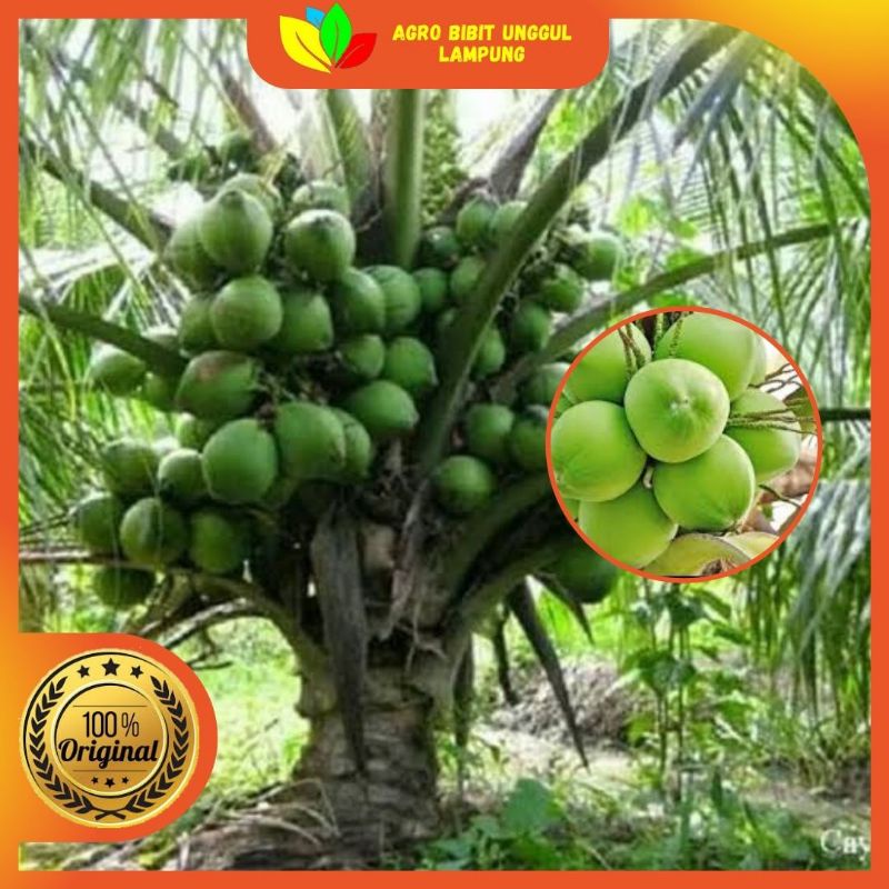 Jual Bibit Kelapa Genjah Entok Pohon Pendek | Shopee Indonesia
