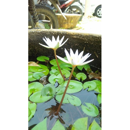 Jual Bunga teratai mini (anakan per 1 batang) | Shopee Indonesia