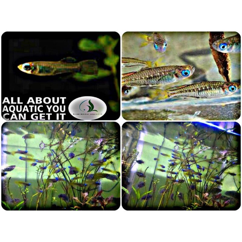 Jual ikan blue eyes tetra untuk aquarium dan aquascape | Shopee Indonesia