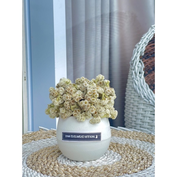 Jual Mini Ball Edelweiss set murah | Shopee Indonesia
