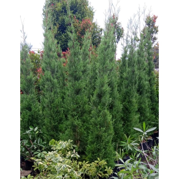 Jual pohon cemara rentes ( cemara natal ) | Shopee Indonesia