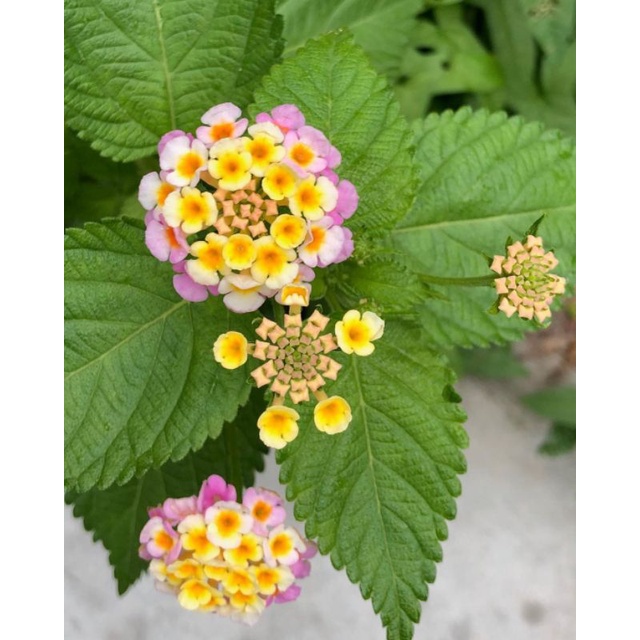 Jual Bunga Tembelekan ping kuning / bunga tahi ayam pink kuning ...