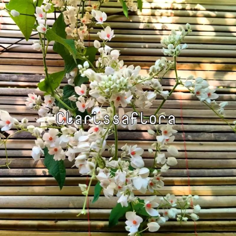 Jual (bisa cod) promo pohon air mata pengantin bunga putih - tanaman ...