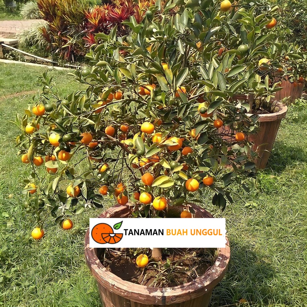 Jual Bibit Jeruk Santang Madu Kondisi Sudah Berbuah Super | Shopee Indonesia